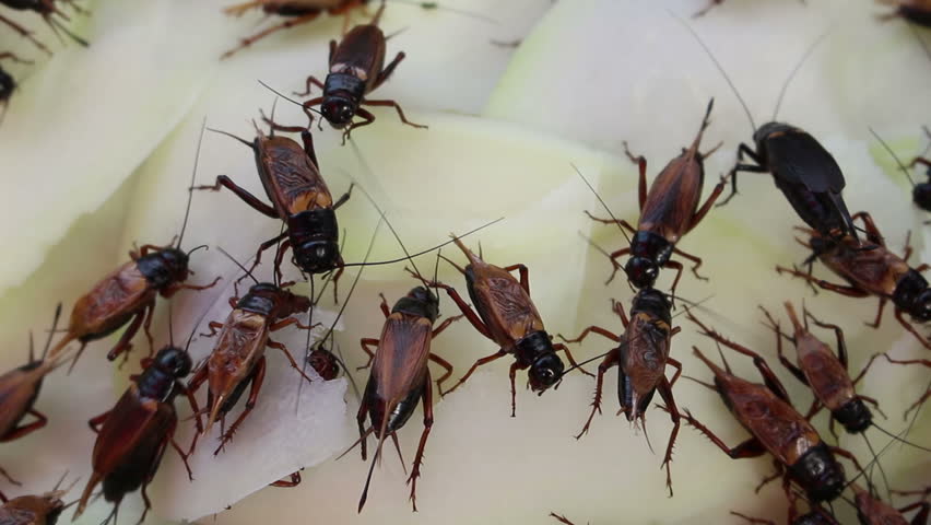 Group Of Crickets Stockfootage en -video's 33172063 | Shutterstock