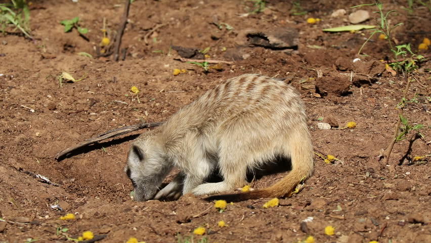 Habitat Of Meerkat, Take Care Of Enemy, Protect Itself Stock Footage ...