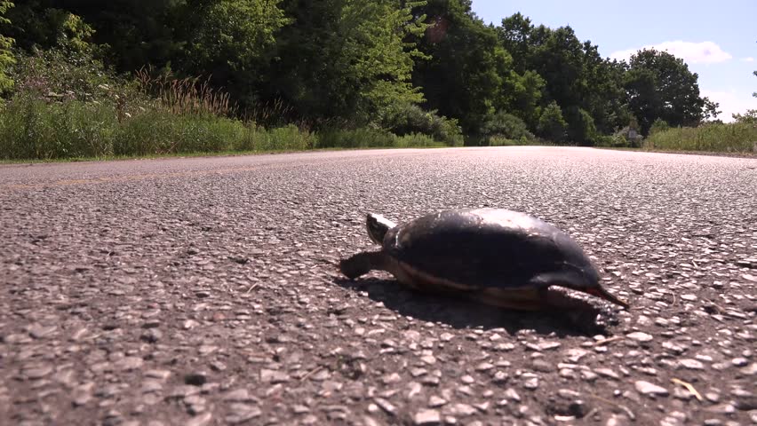 Turtle on the road image - Free stock photo - Public Domain photo - CC0 ...
