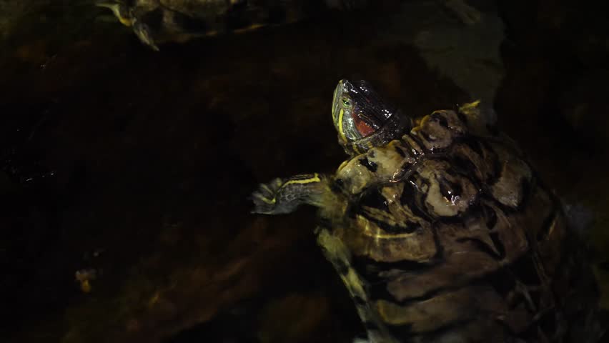 Large Turtle and Small Turtle image - Free stock photo - Public Domain ...
