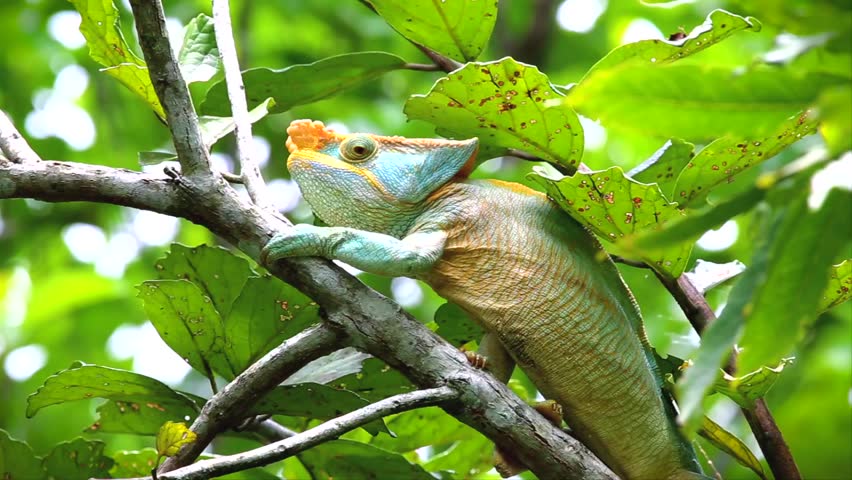 Stock video of endangered male parson's chameleon (calumma parsonii ...