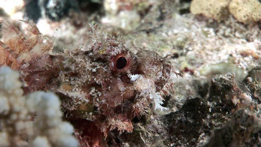 Bearded Scorpionfish Scorpaenopsis Barbata Very Stock Footage Video ...