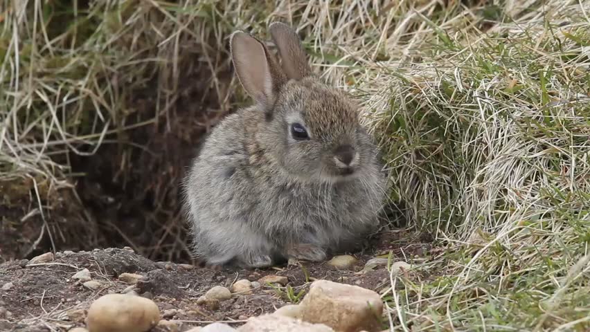 A Cute Baby Wild Rabbit Stock Footage Video (100% Royalty-free ...