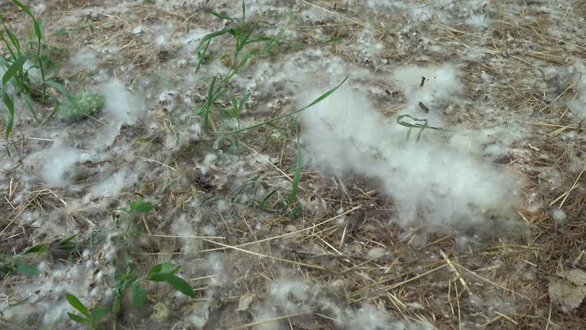 Stock Video Clip of 4K Close up poplar fuzz on the | Shutterstock