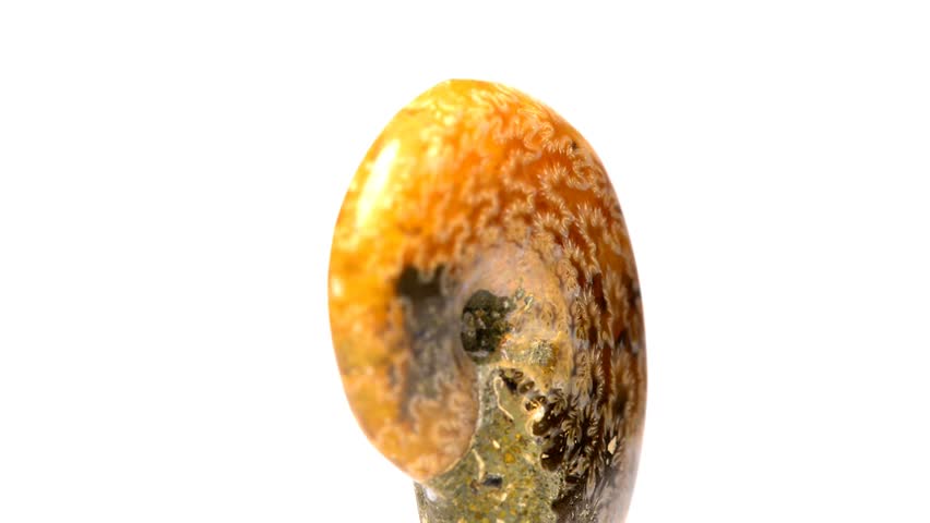 Ammonite Shell image - Free stock photo - Public Domain photo - CC0 Images