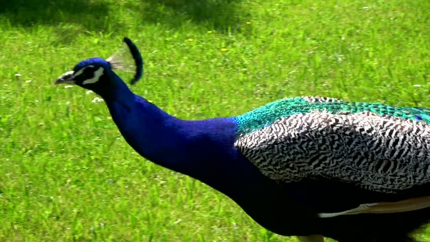 Parrot Stock Footage Video | Shutterstock