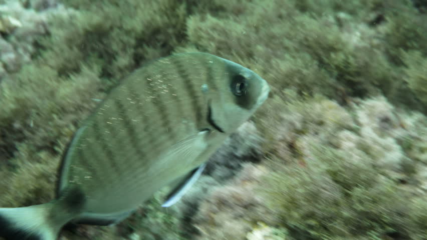 A Big Flock Of Zebra Seabream (Diplodus Cervinus) In The Mediterranien ...