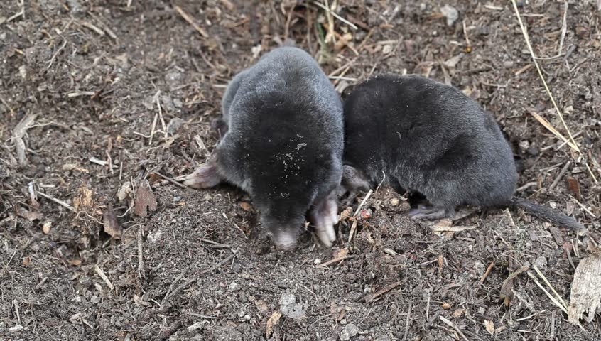 Two Baby Moles Moving Above Ground Stock Footage Video 3457079 ...