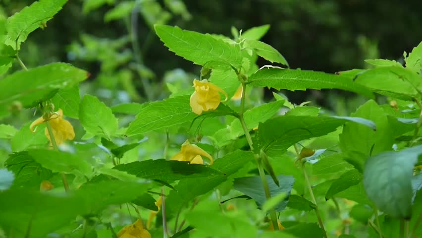 Yellow Touch-me-not Balsam Flower Petal HD Video Static Camera ...