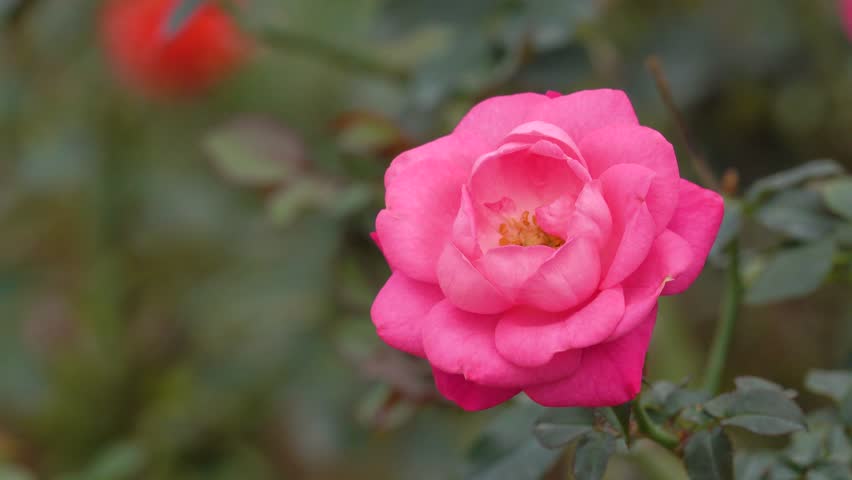 Single Pink Rose Flower Hd Wallpaper | Best Flower Site