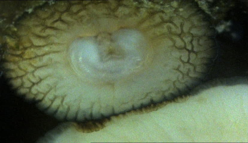 Stock video of sea slug mouth | 3513176 | Shutterstock