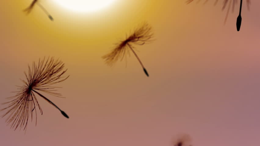 Dandelion Seeds are Flying from Stock Footage Video (100% Royalty-free ...