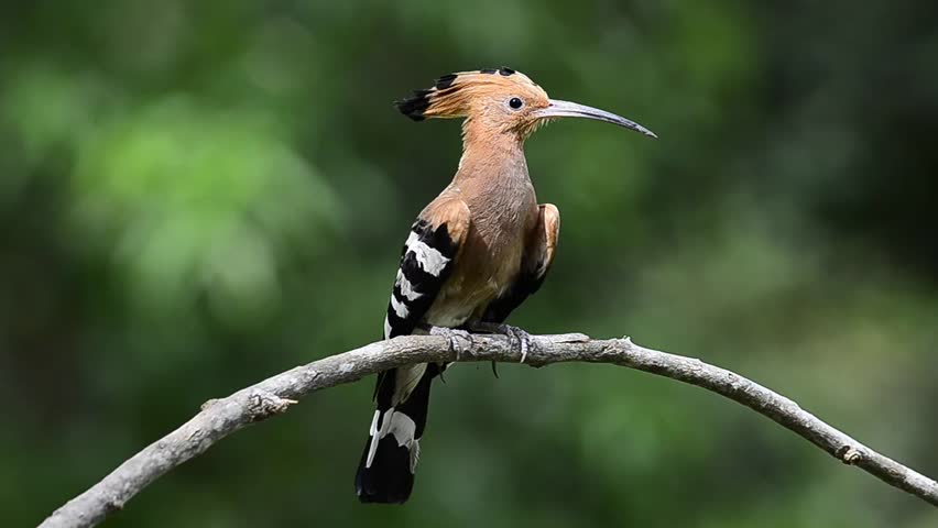 Common Hoopoe or Eurasian Hoopoe Stock Footage Video (100% Royalty-free ...