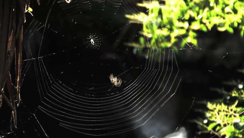 Stock Video Clip of Garden Spider Building Web Time Lapse | Shutterstock