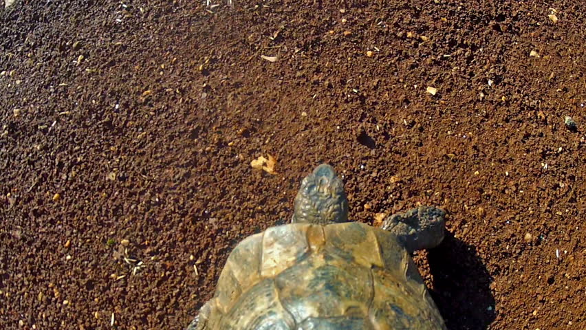 Tortoise Walks Over Soil and Stock Footage Video (100% Royalty-free ...