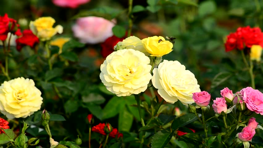 Rose in the Wind Stock Footage Video (100% Royalty-free) 3729746 ...