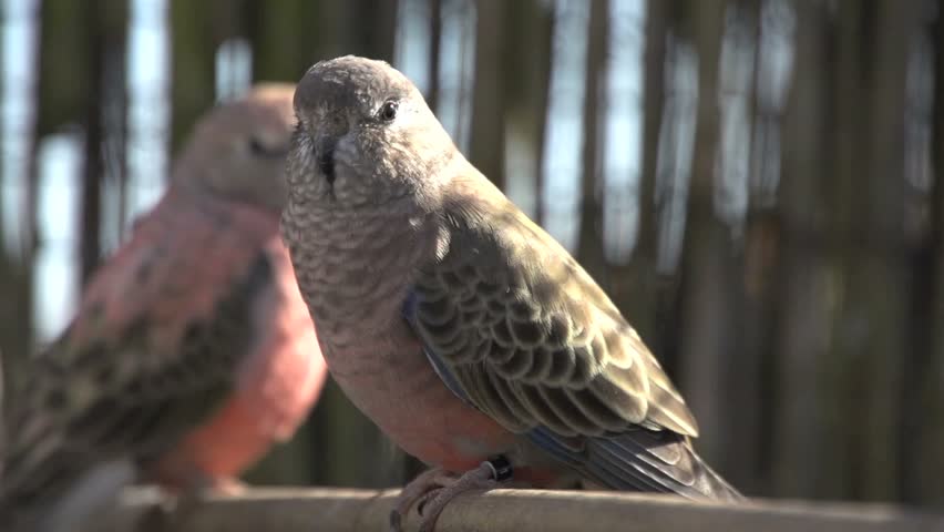 Stock Video Clip of Two Pink bourke parakeet | Shutterstock