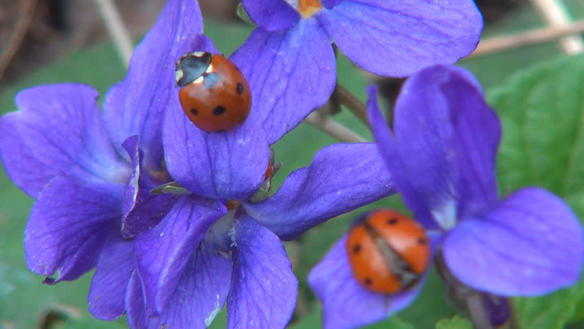 Walking Ladybugs On Violet Flowers In Spring, Viola Riviniana In Field ...