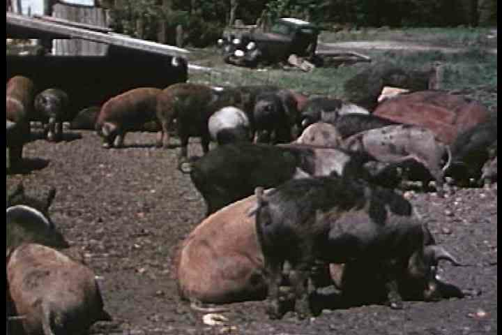 1940s - Pigs and Pork Stock Footage Video (100% Royalty-free) 3913646 ...