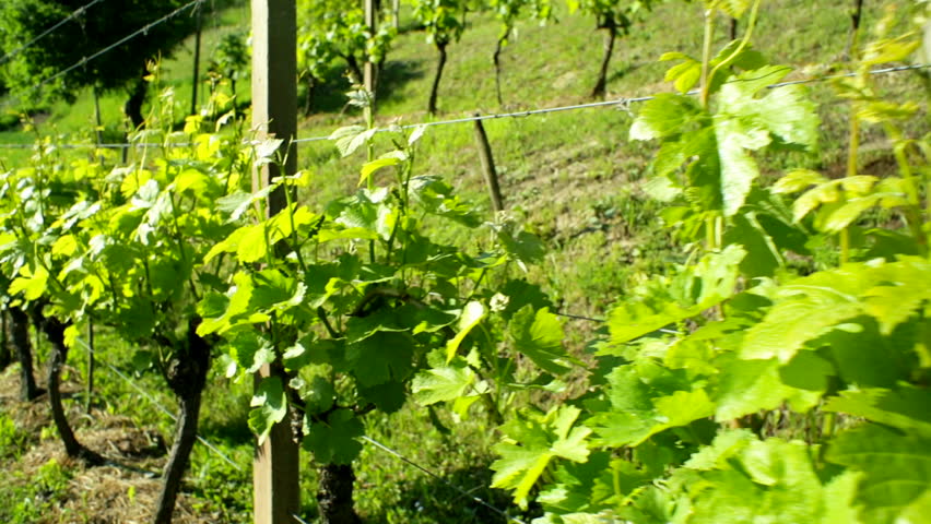 Stock video of in spring grapes in vineyards starting | 3951206 ...