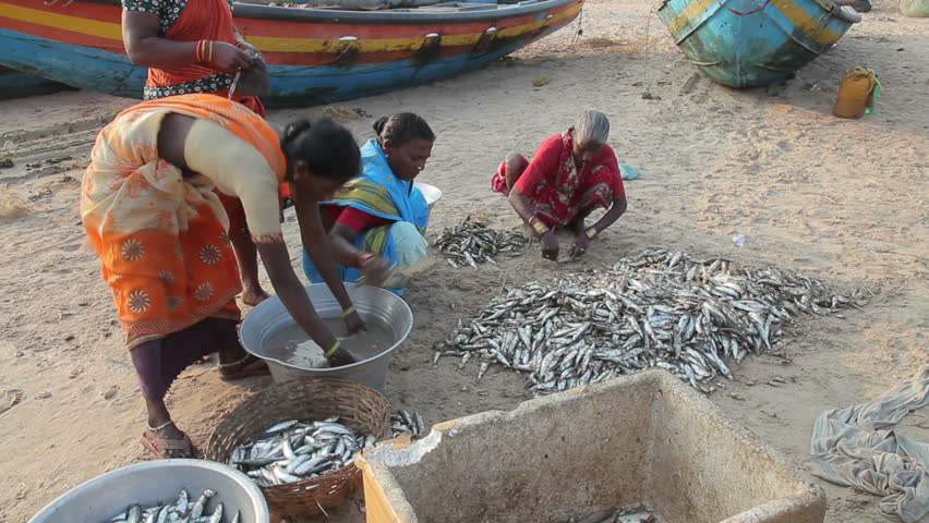 PURI, INDIA - MARCH 22: Processing Of Fish In The Poor Fishing Village ...