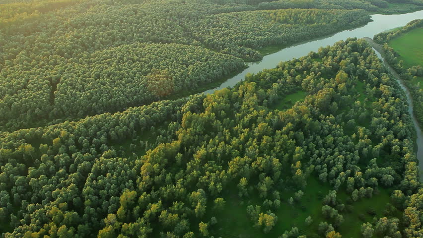 Birds Eye View Of Forest Stock Footage Video | Shutterstock
