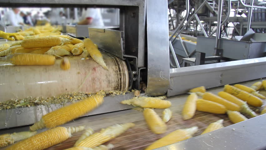 คลิปวิดีโอสต็อกของ Sweet corn in a food industry. Entry | Shutterstock