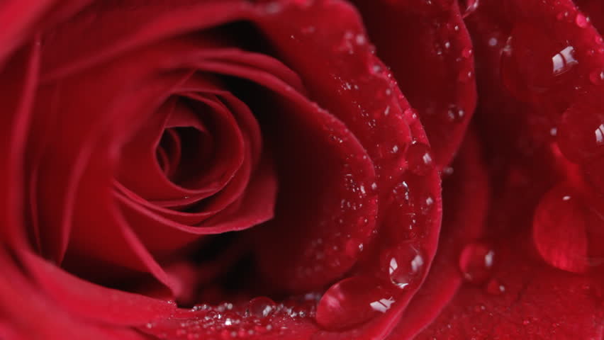 Valentine's Day, Water Drops On Red Rose, Slow Motion Stock Footage Video 4620014 | Shutterstock