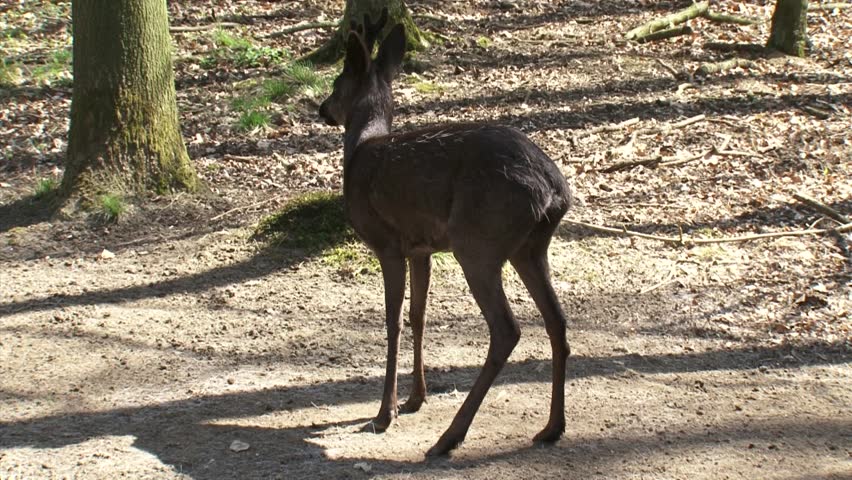 Black Roe Deer Buck (capreolus Stock Footage Video (100% Royalty-free ...