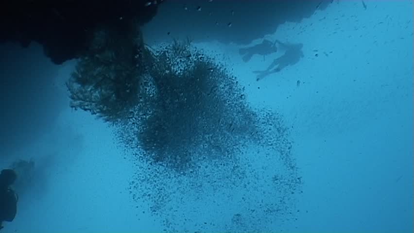 Ocean Air Bubbles Underwater