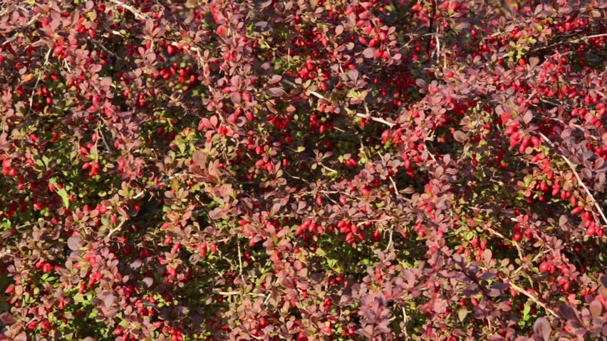 Common Barberry (Berberis Vulgaris) Stock Footage Video 4334309 ...