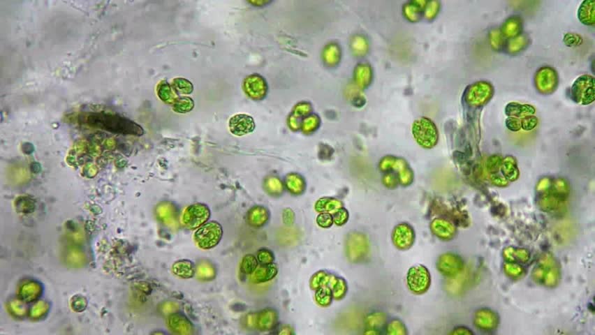 Live In A Drop From Pond (green Cells) Under Microscope, Magnification ...