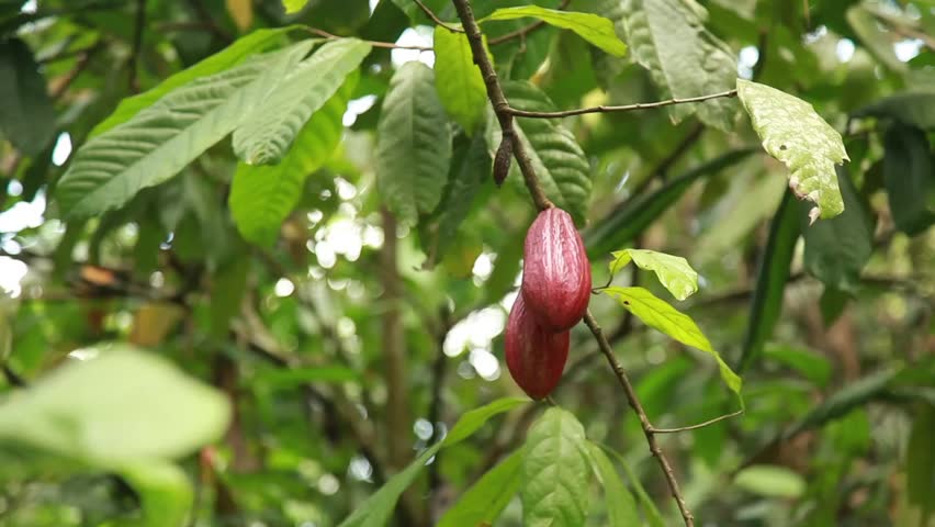 Coca Bush (Erythroxylum Coca) Stock Footage Video 335041 | Shutterstock