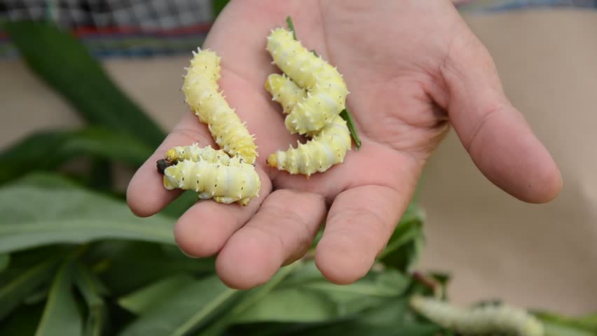 Silkworm On Hand. Stock Footage Video (100% Royalty-free) 4425116 ...