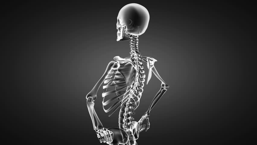 A Transparent Blue Rotating X-ray Skeleton Torso And Arms On A Black ...