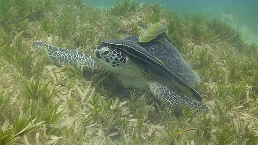 Green Turtle with Remoras Stock Footage Video (100% Royalty-free ...