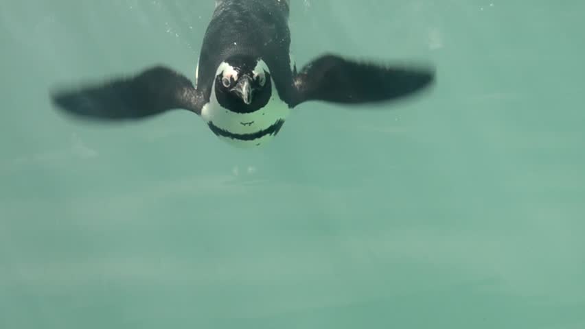 Penguin image - Free stock photo - Public Domain photo - CC0 Images