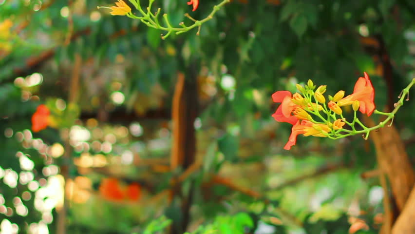 Flower Sway in the Wind Stock Footage Video (100% Royalty-free) 4672046 ...