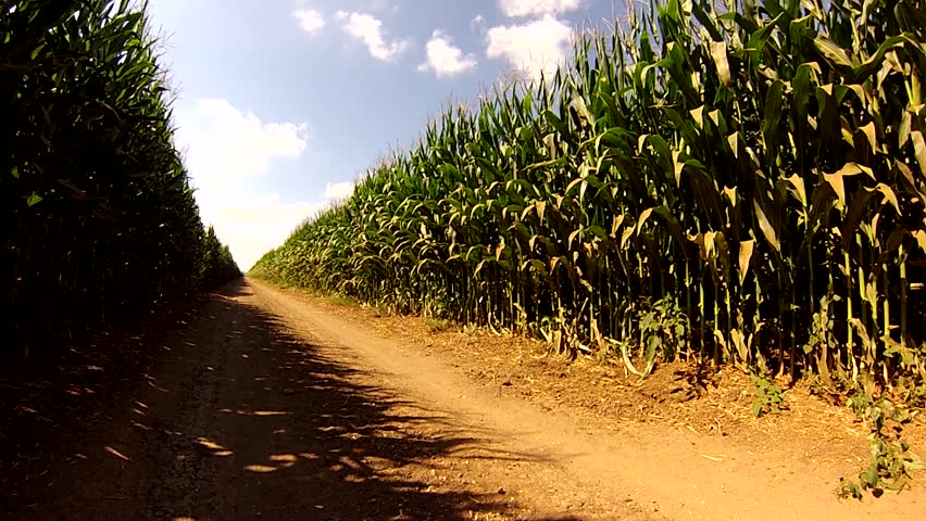 Stock video of vibrant corn field blowing in the | 4725956 | Shutterstock