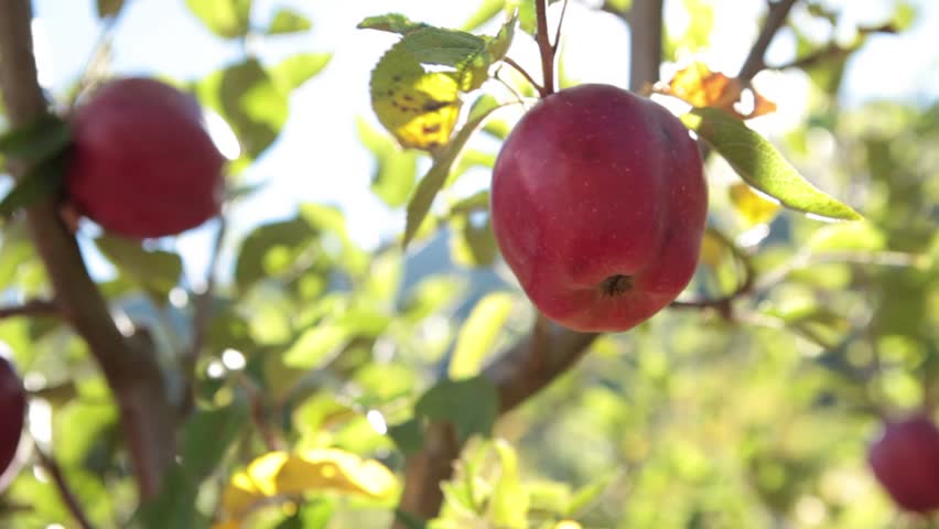 Static Shot: Close Up Of Apples In A Tree. Apples Trees Of Marpha ...