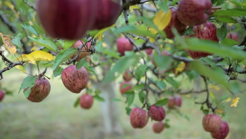Apple Farm In Marpha, Mustang, Nepal. Stock Footage Video 4819193 ...