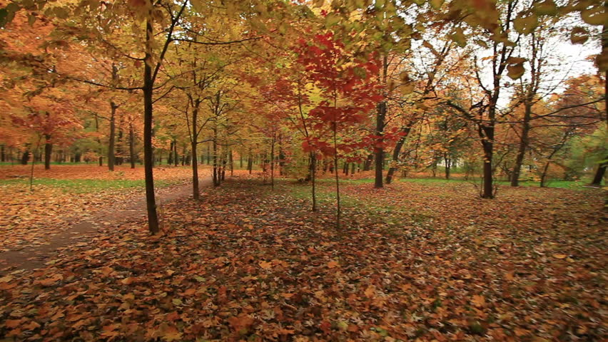 Autumn Leaves Park Walk