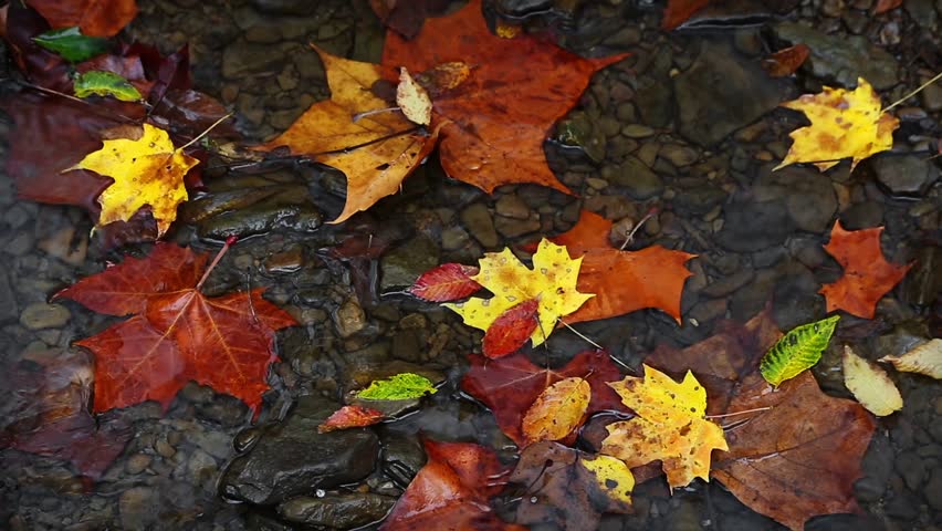 Stock video of seamless loop features colorful fall leaves | 4937006 ...