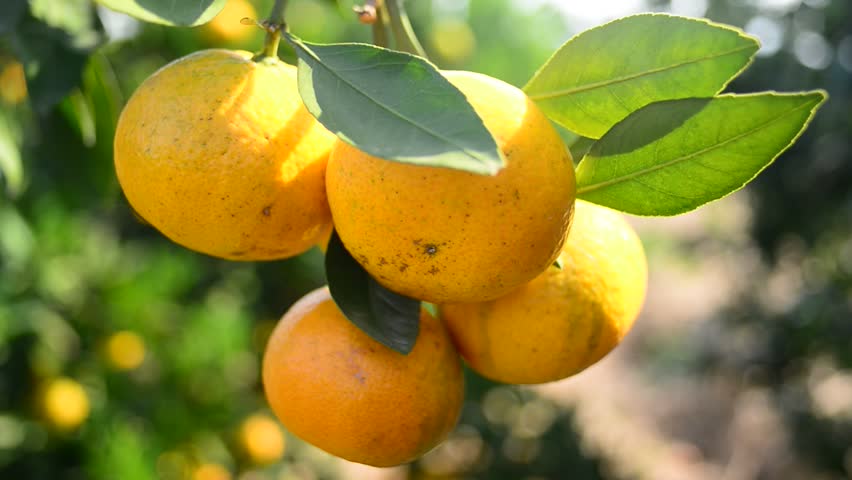 Oranges are yellow. : r/TalesFromTheCustomer
