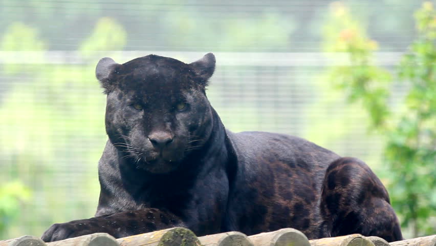 Stock video of bored black panther lift up | 5003786 | Shutterstock