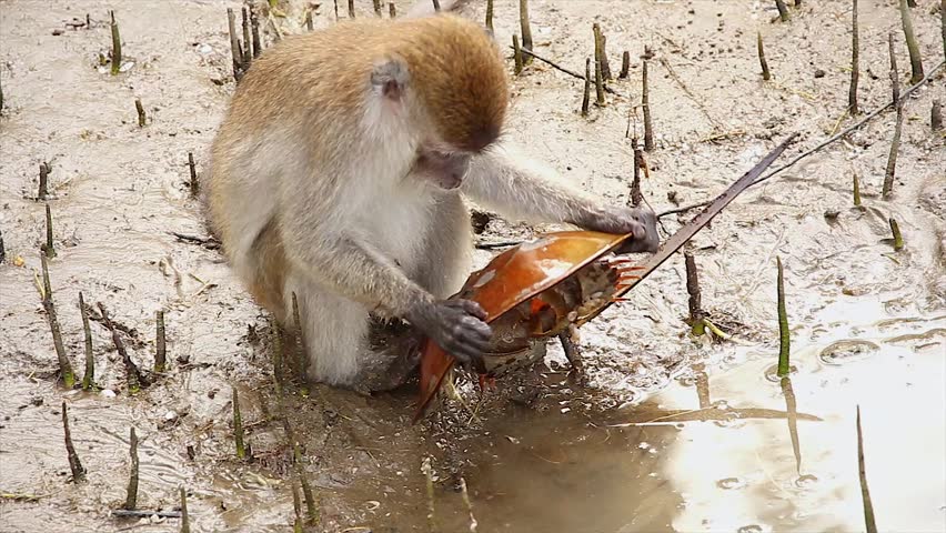 Crab Eating Macaque (Macaca fascicularis) Description - Primates Park