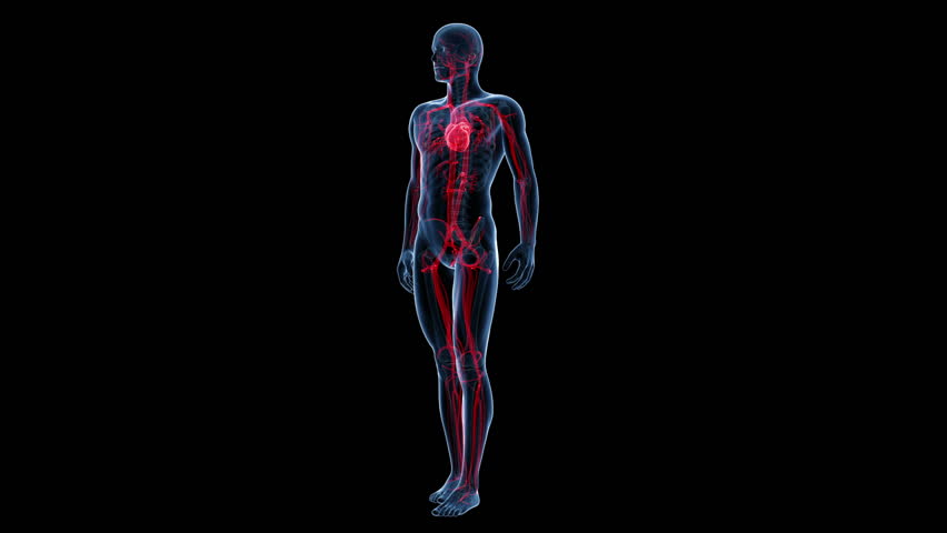 3D Animation Of Human Body Anatomical Scan On Digital Screen Loop Stock ...