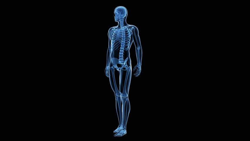 Skeletal System Stock Footage Video | Shutterstock