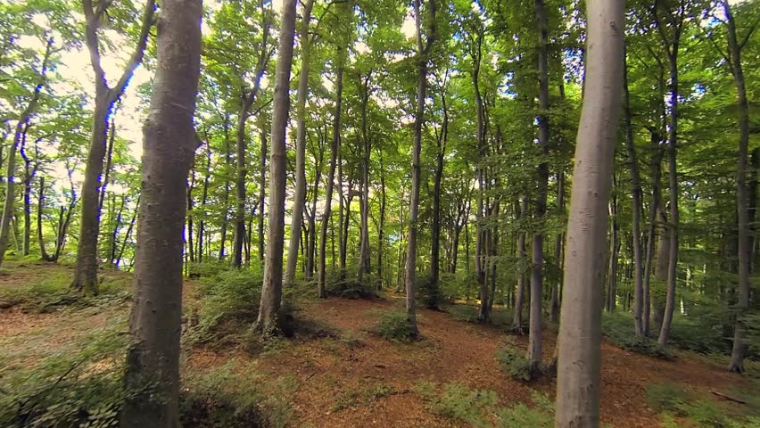 Forest Stock Footage Video | Shutterstock
