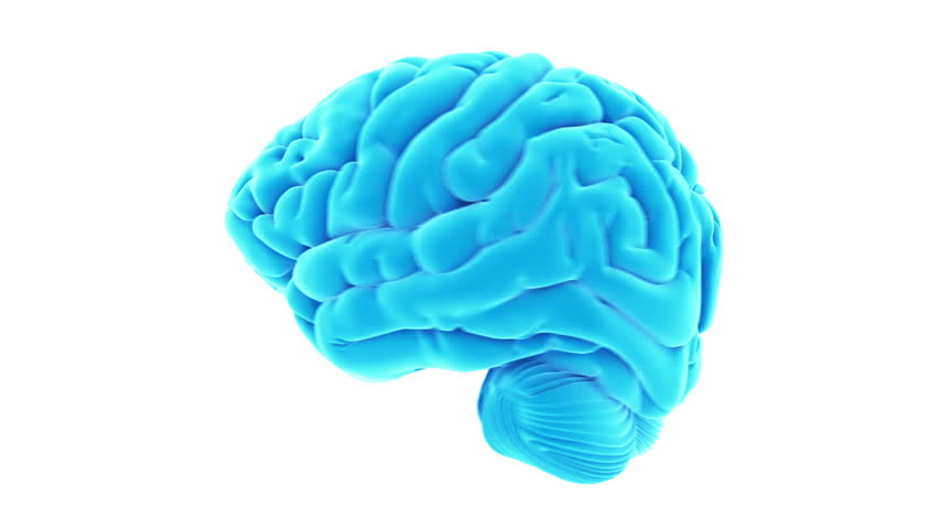 Looping Multi Color Brain Animation On White Background Stock Footage ...